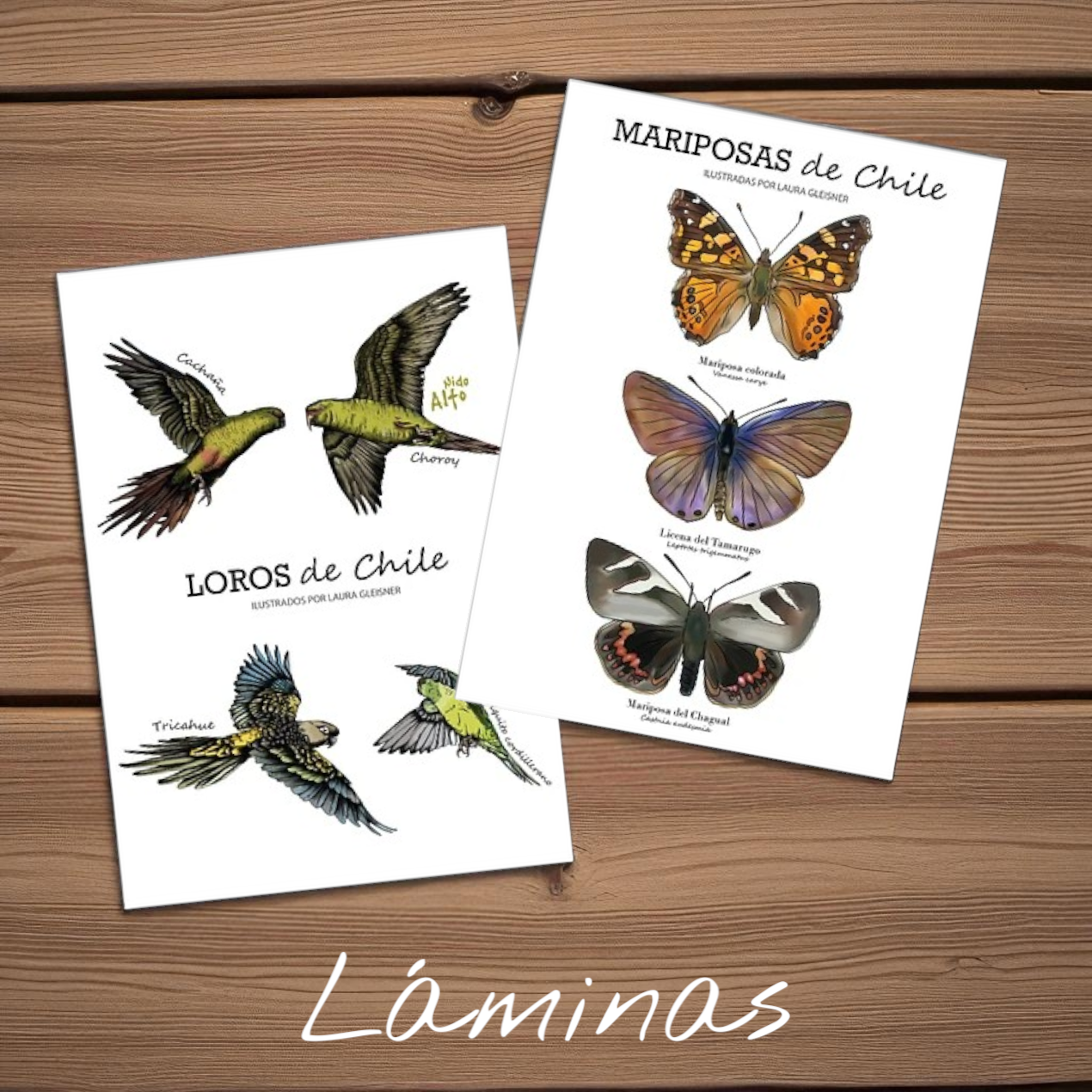 Laura Gleisner Ilustraciones | Nido Alto SpA